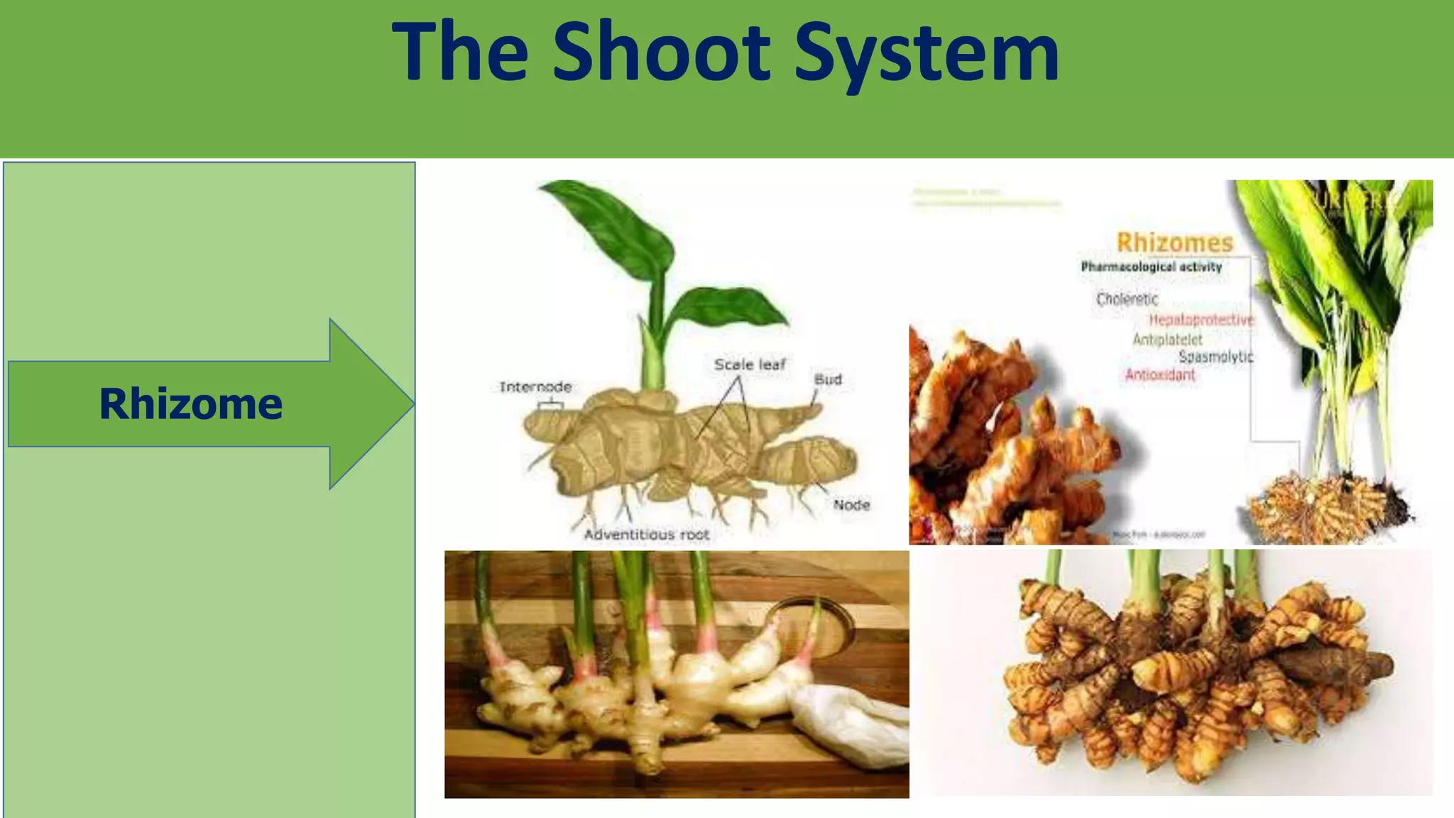 Root and shoot system of Angiosperm plants. - By Dr. Amutha Swaminathan ...