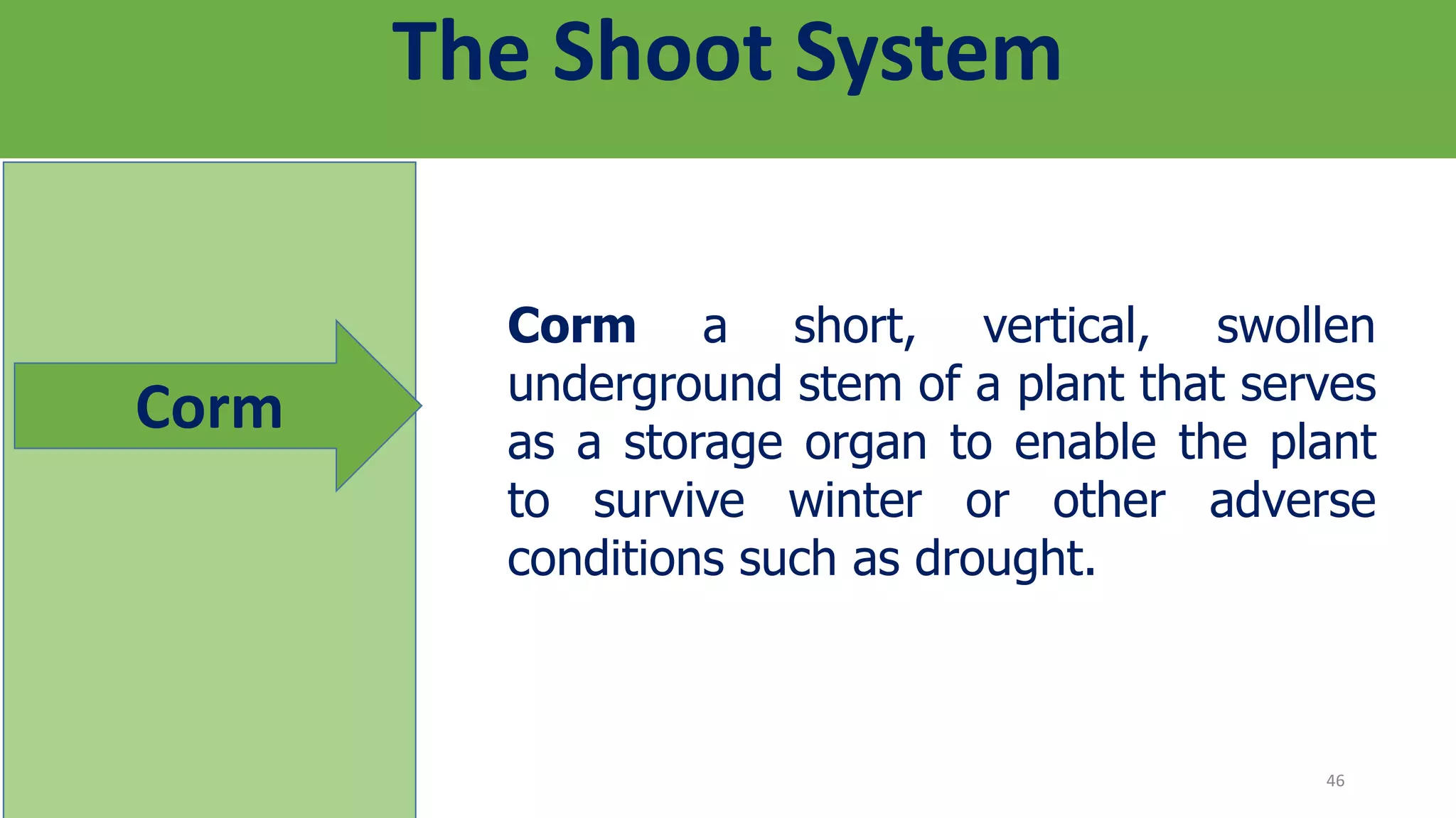 Root and shoot system of Angiosperm plants. - By Dr. Amutha Swaminathan ...
