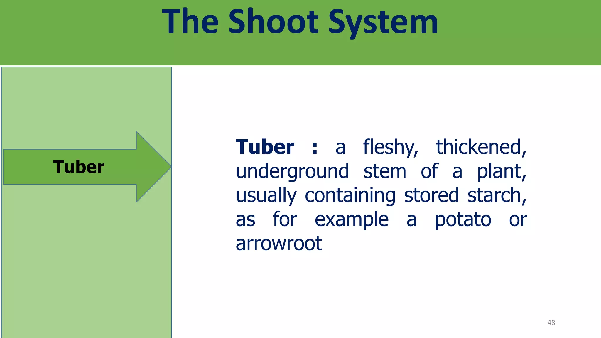 Root and shoot system of Angiosperm plants. - By Dr. Amutha Swaminathan ...