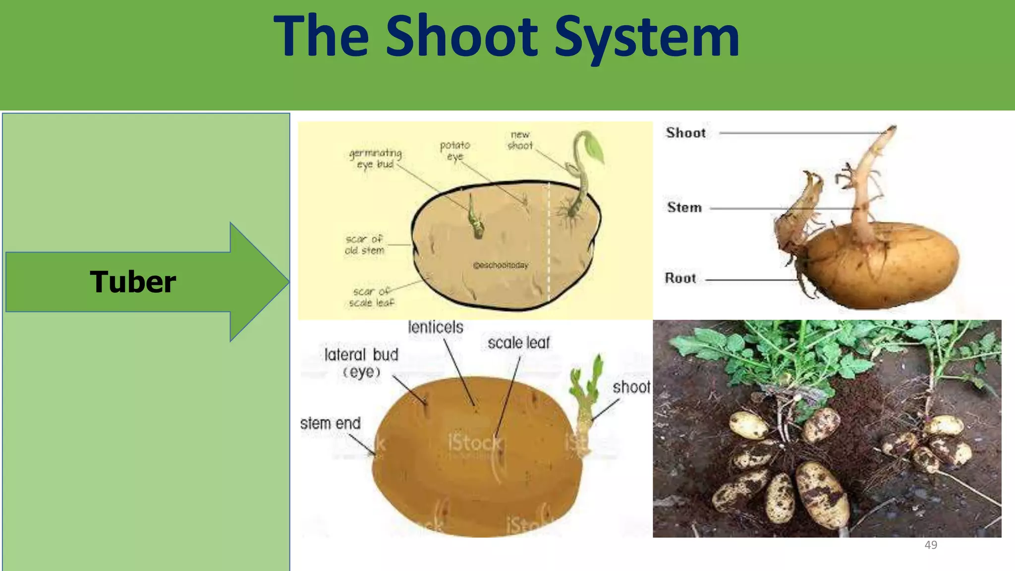 Root and shoot system of Angiosperm plants. - By Dr. Amutha Swaminathan | PPTX | Gardening ...