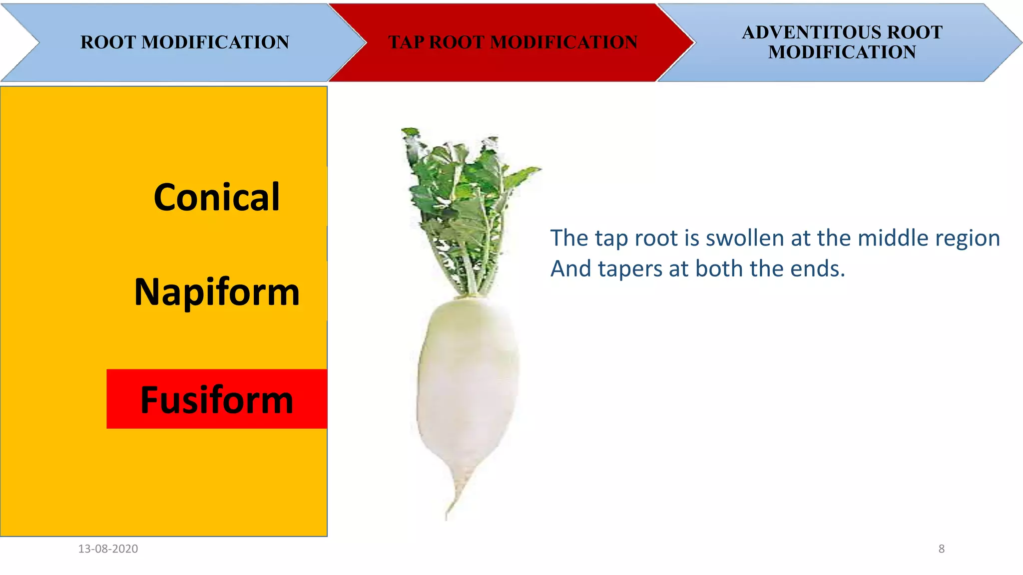 Root and shoot system of Angiosperm plants. - By Dr. Amutha Swaminathan ...