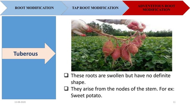 Root and shoot system of Angiosperm plants. - By Dr. Amutha Swaminathan ...