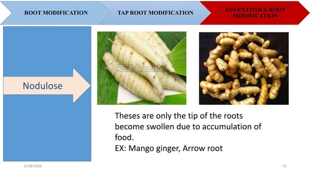 Root and shoot system of Angiosperm plants. - By Dr. Amutha Swaminathan ...