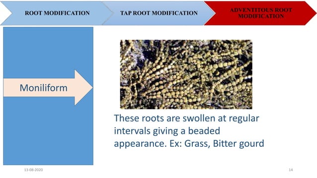 Root and shoot system of Angiosperm plants. - By Dr. Amutha Swaminathan ...