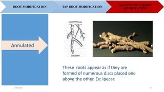 Root and shoot system of Angiosperm plants. - By Dr. Amutha Swaminathan ...