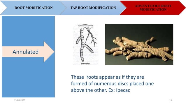 Root and shoot system of Angiosperm plants. - By Dr. Amutha Swaminathan ...
