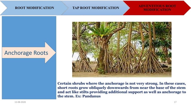 Root and shoot system of Angiosperm plants. - By Dr. Amutha Swaminathan ...