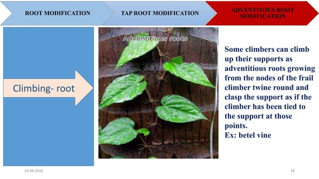 Root and shoot system of Angiosperm plants. - By Dr. Amutha Swaminathan ...