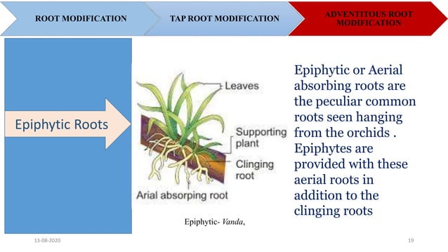 Root and shoot system of Angiosperm plants. - By Dr. Amutha Swaminathan ...