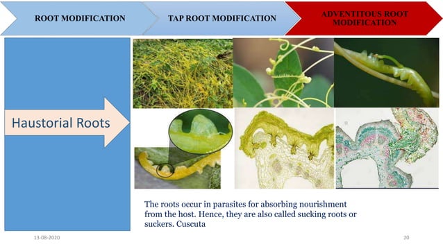 Root and shoot system of Angiosperm plants. - By Dr. Amutha Swaminathan ...