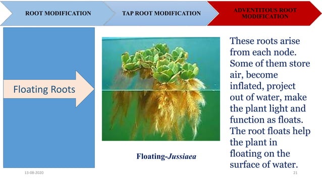 Root and shoot system of Angiosperm plants. - By Dr. Amutha Swaminathan ...