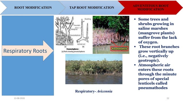 Root and shoot system of Angiosperm plants. - By Dr. Amutha Swaminathan ...