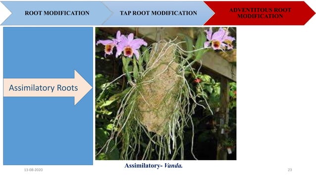 Root and shoot system of Angiosperm plants. - By Dr. Amutha Swaminathan ...