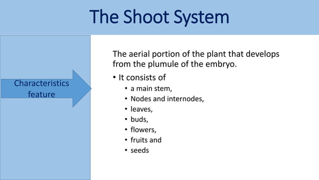 Root and shoot system of Angiosperm plants. - By Dr. Amutha Swaminathan ...