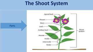 Root and shoot system of Angiosperm plants. - By Dr. Amutha Swaminathan ...