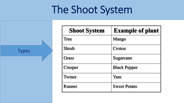 Root and shoot system of Angiosperm plants. - By Dr. Amutha Swaminathan ...