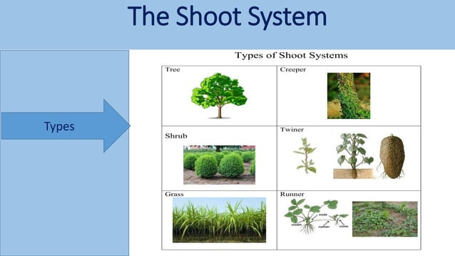 Root and shoot system of Angiosperm plants. - By Dr. Amutha Swaminathan ...