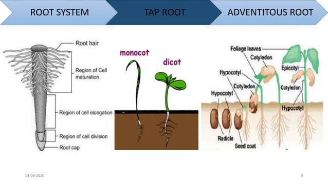 Root and shoot system of Angiosperm plants. - By Dr. Amutha Swaminathan ...