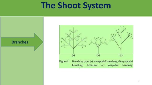 Root and shoot system of Angiosperm plants. - By Dr. Amutha Swaminathan ...