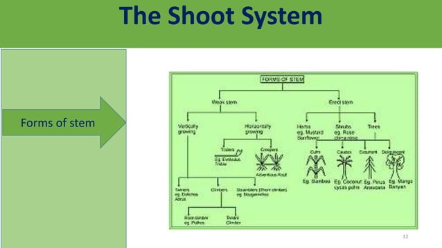 Root and shoot system of Angiosperm plants. - By Dr. Amutha Swaminathan ...