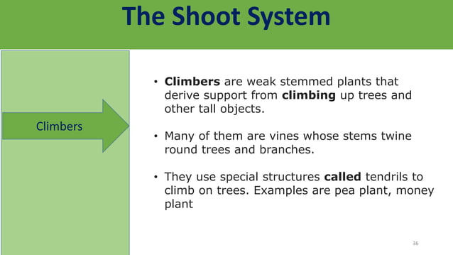 Root and shoot system of Angiosperm plants. - By Dr. Amutha Swaminathan ...