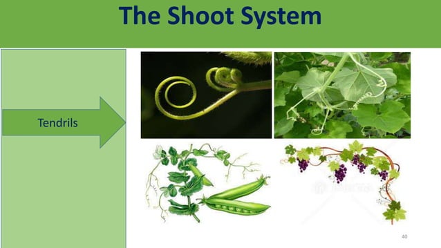 Root and shoot system of Angiosperm plants. - By Dr. Amutha Swaminathan ...