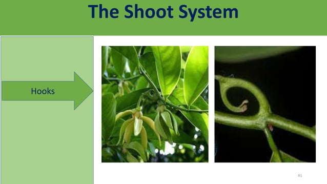 Root and shoot system of Angiosperm plants. - By Dr. Amutha Swaminathan ...