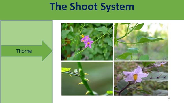 Root and shoot system of Angiosperm plants. - By Dr. Amutha Swaminathan ...