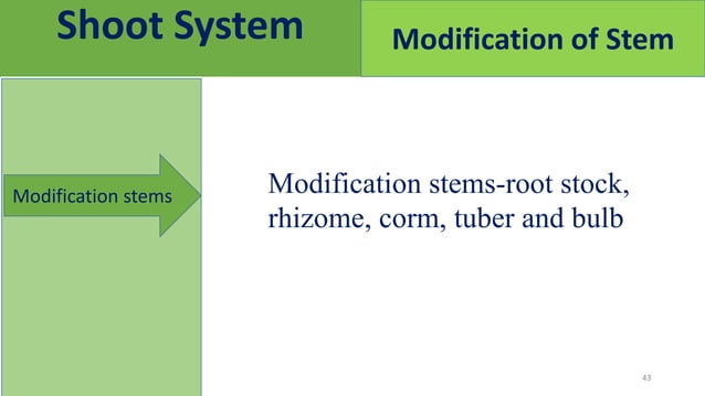 Root and shoot system of Angiosperm plants. - By Dr. Amutha Swaminathan ...