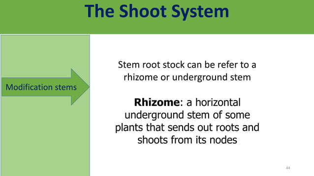 Root and shoot system of Angiosperm plants. - By Dr. Amutha Swaminathan ...