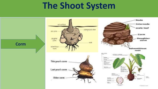 Root and shoot system of Angiosperm plants. - By Dr. Amutha Swaminathan ...