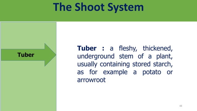 Root and shoot system of Angiosperm plants. - By Dr. Amutha Swaminathan ...