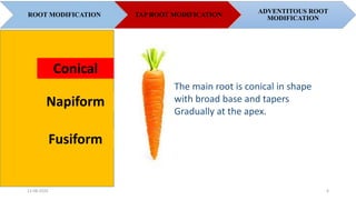 Root and shoot system of Angiosperm plants. - By Dr. Amutha Swaminathan ...