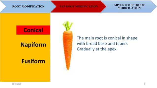 Root and shoot system of Angiosperm plants. - By Dr. Amutha Swaminathan ...