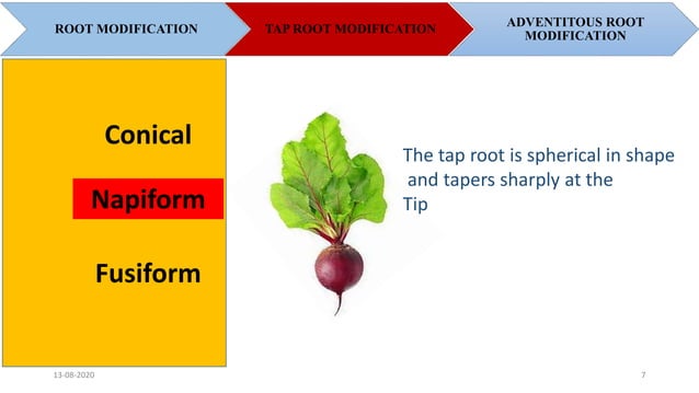 Root and shoot system of Angiosperm plants. - By Dr. Amutha Swaminathan ...