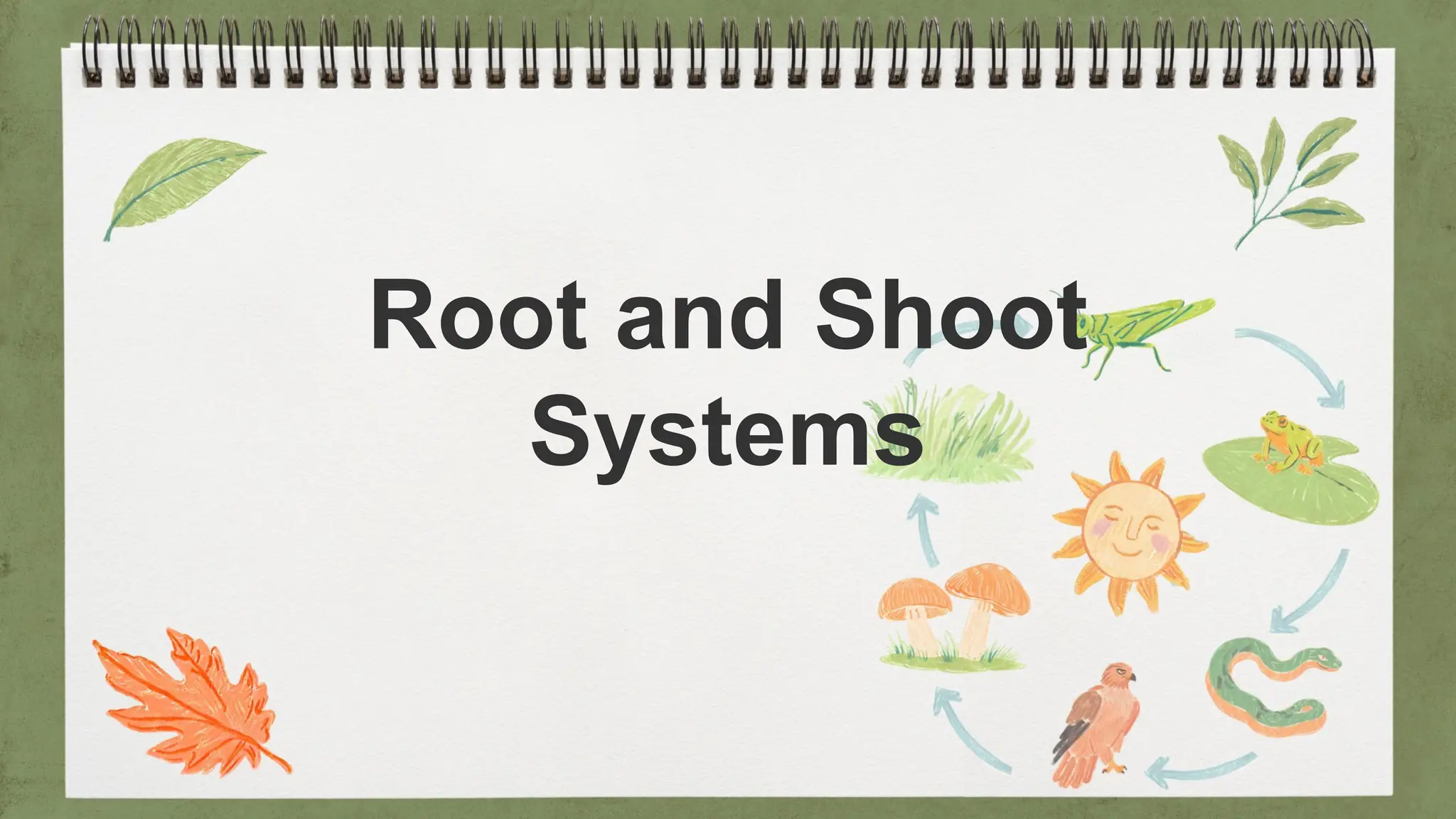 Plants Root and Shoot Systems-GRADE 4.pptx