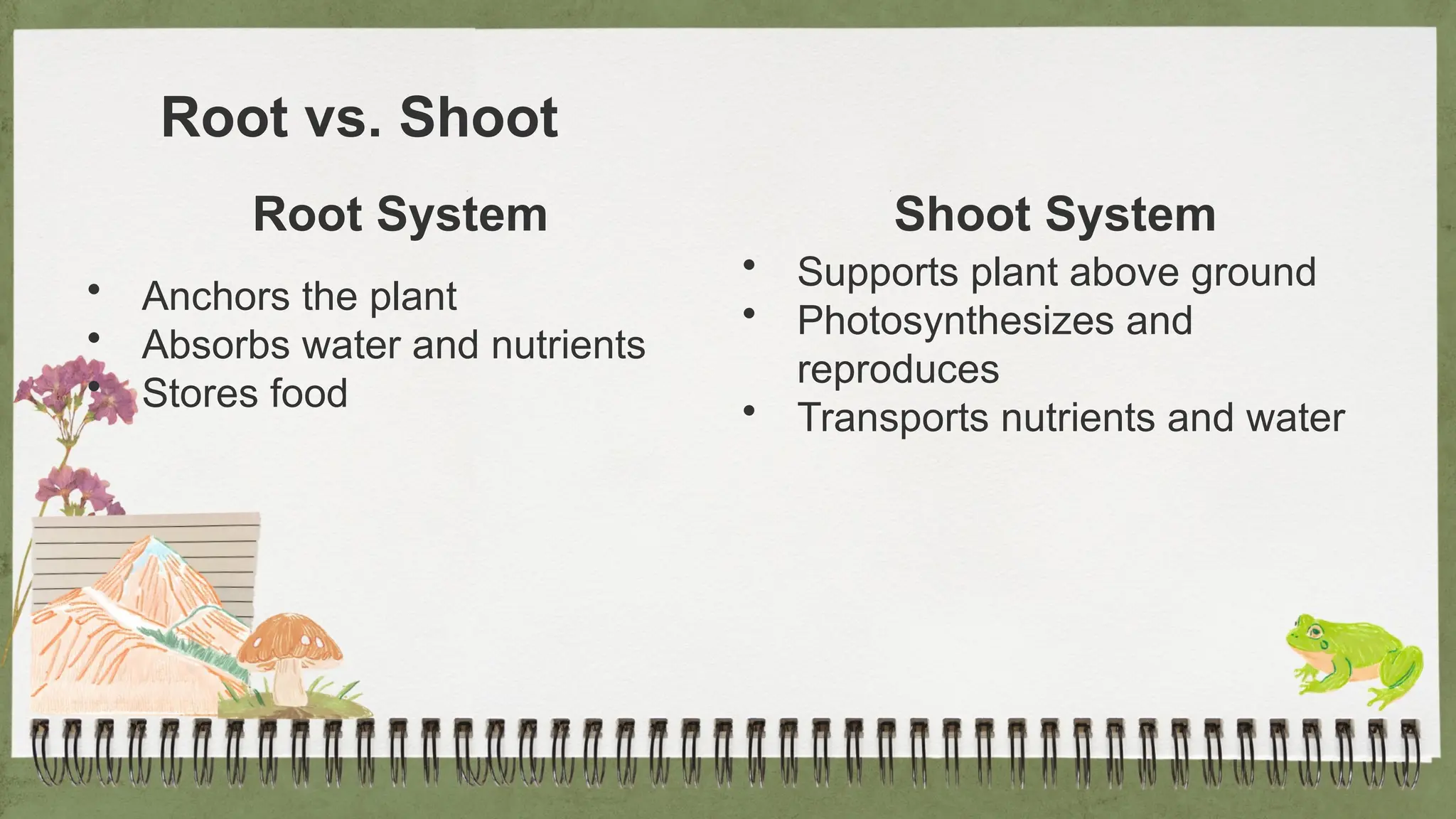 Plants Root and Shoot Systems-GRADE 4.pptx