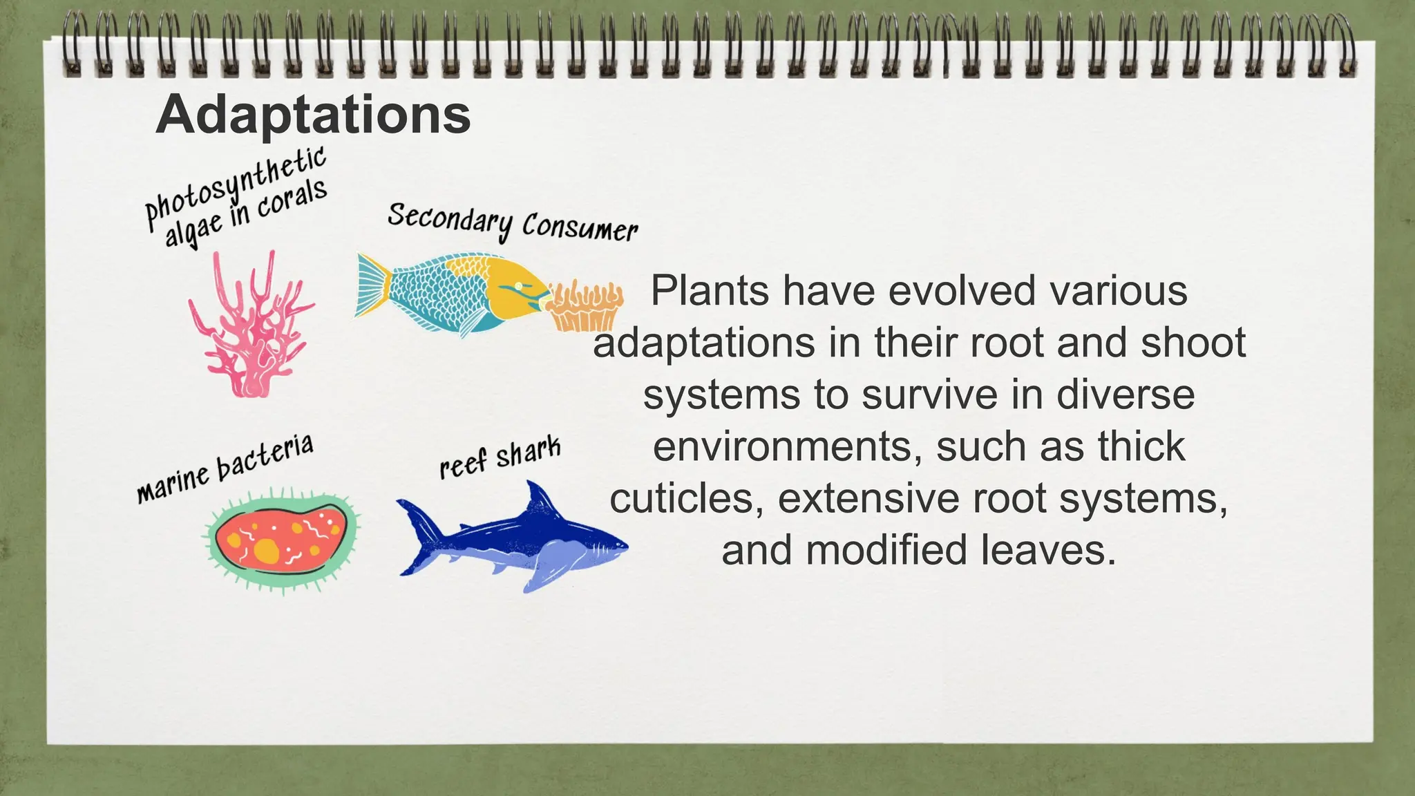 Plants Root and Shoot Systems-GRADE 4.pptx