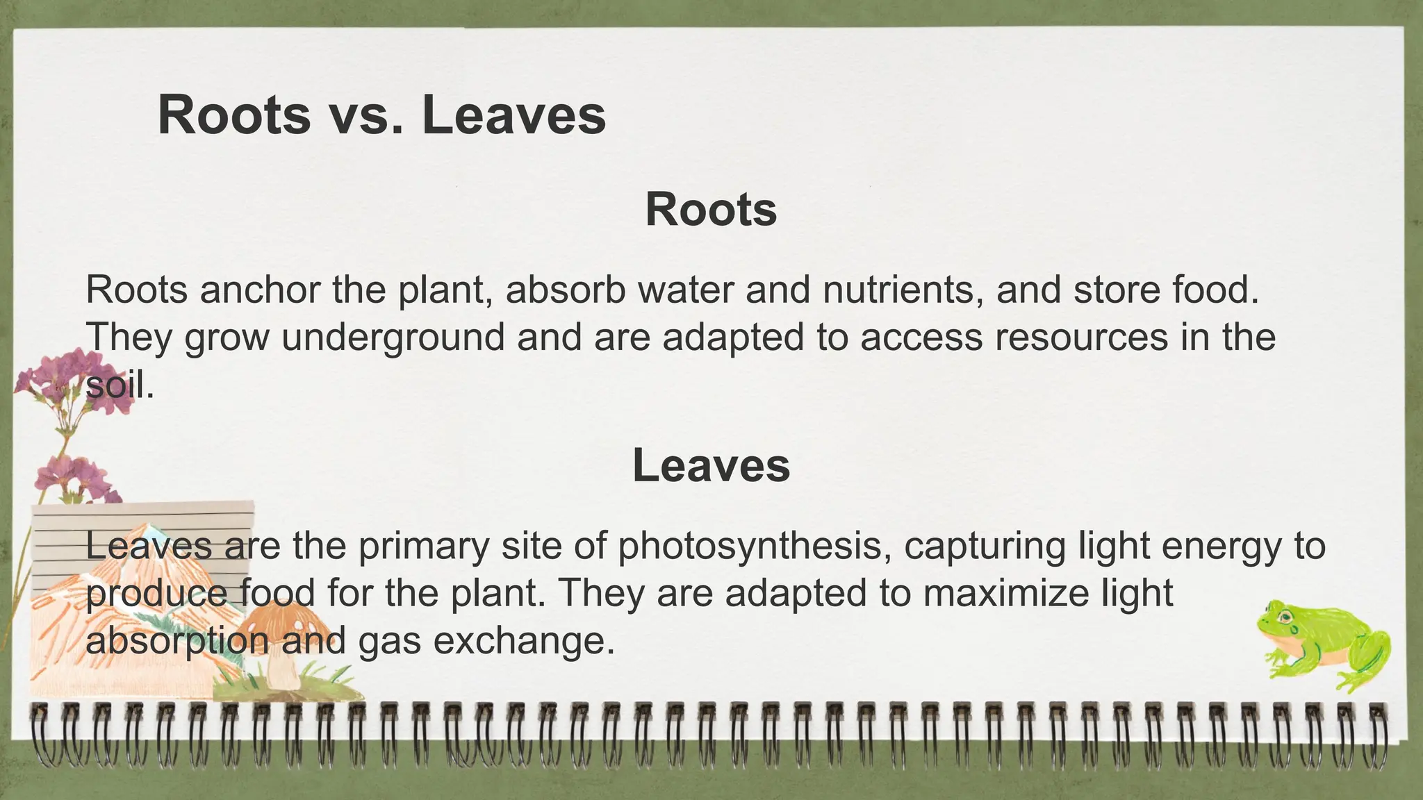 Plants Root and Shoot Systems-GRADE 4.pptx