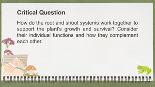 Plants Root and Shoot Systems-GRADE 4.pptx