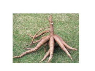 Root and tuber crops.pptx vvu | PPTX