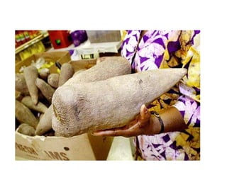 Root and tuber crops.pptx vvu | PPTX