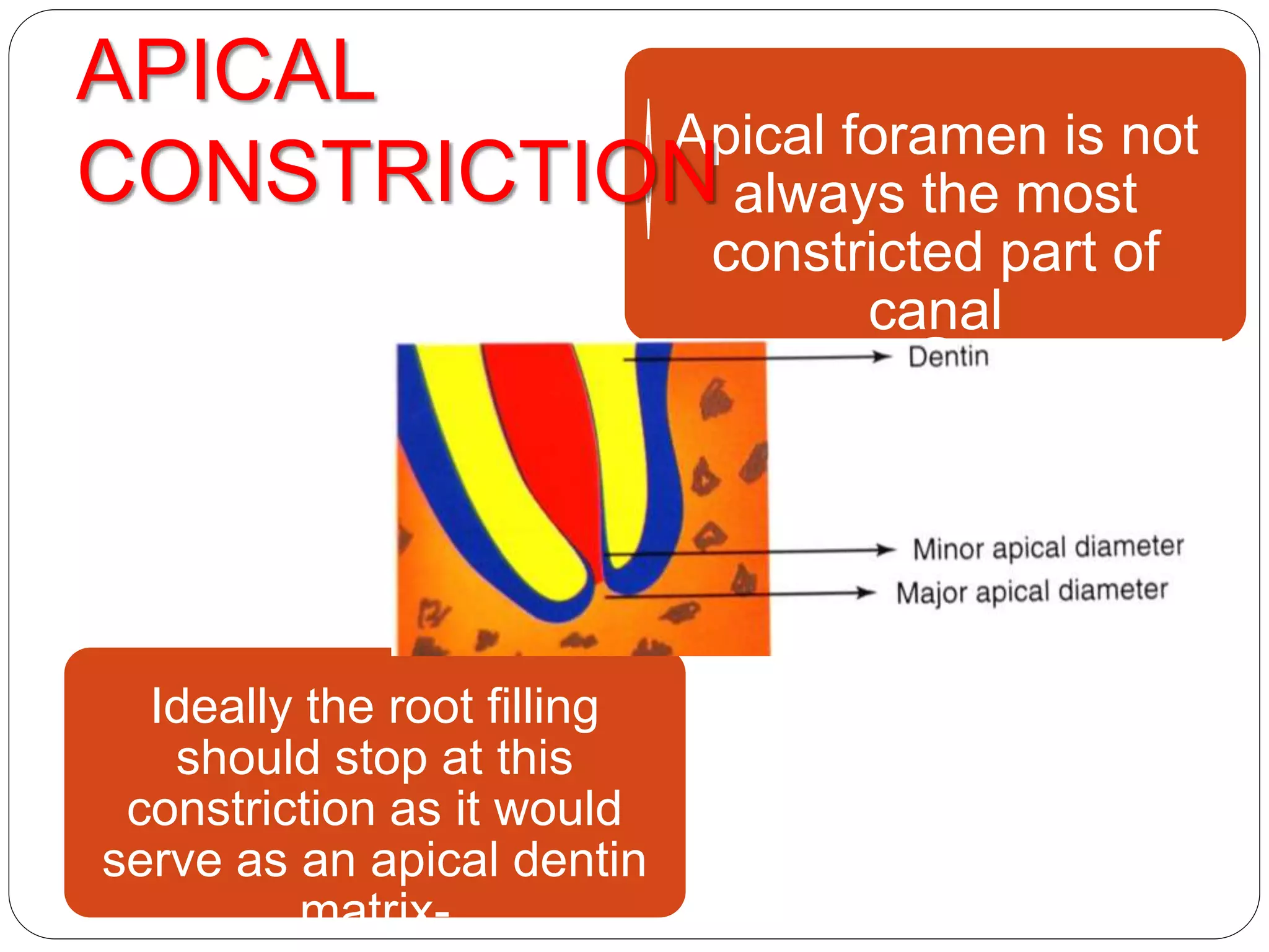 Root apex and working length determination | PPTX