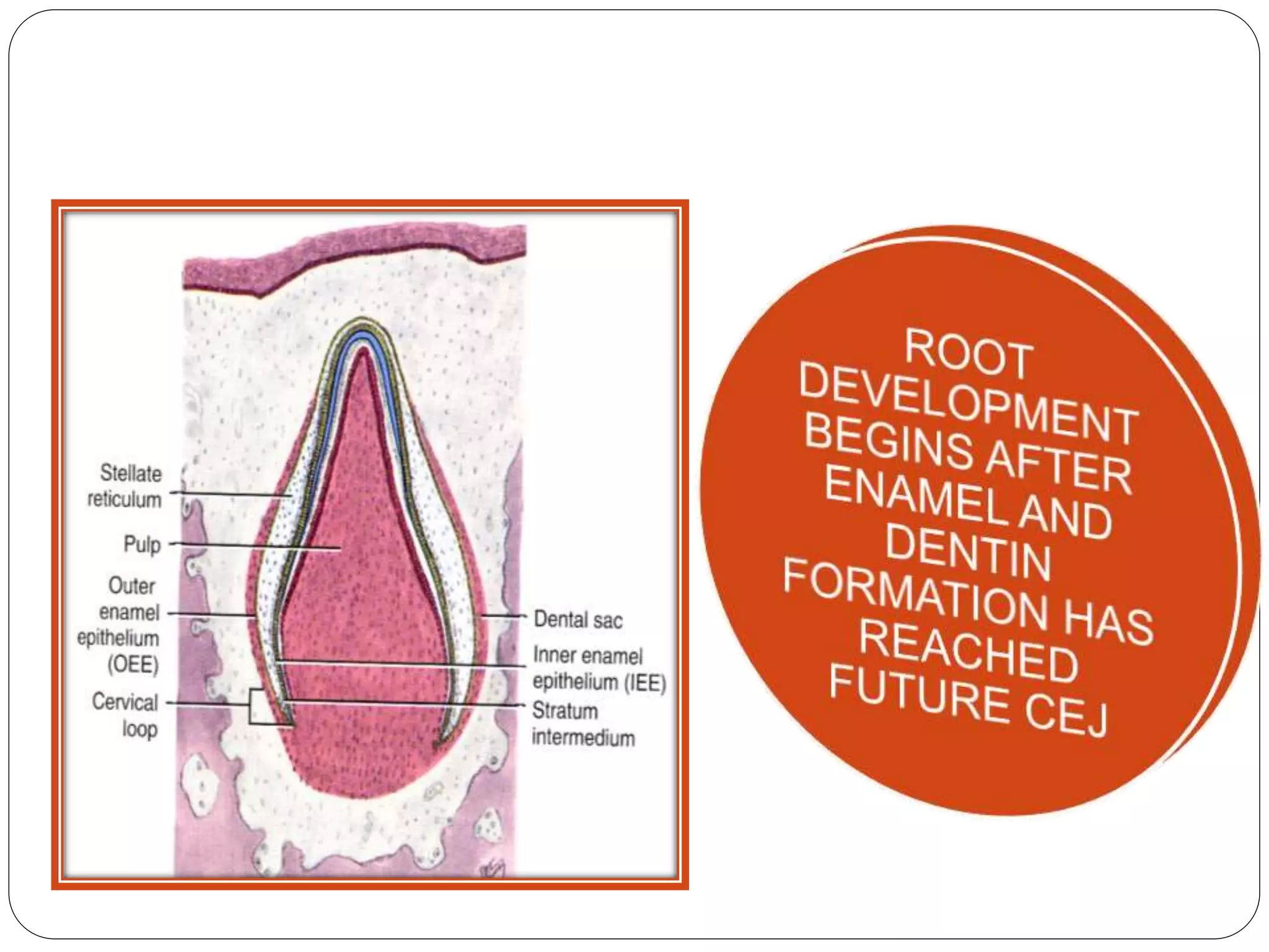 Root apex and working length determination | PPTX