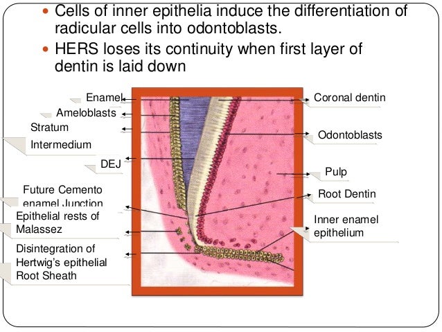 Root apex and working length determination