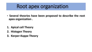 Root apex | PPTX