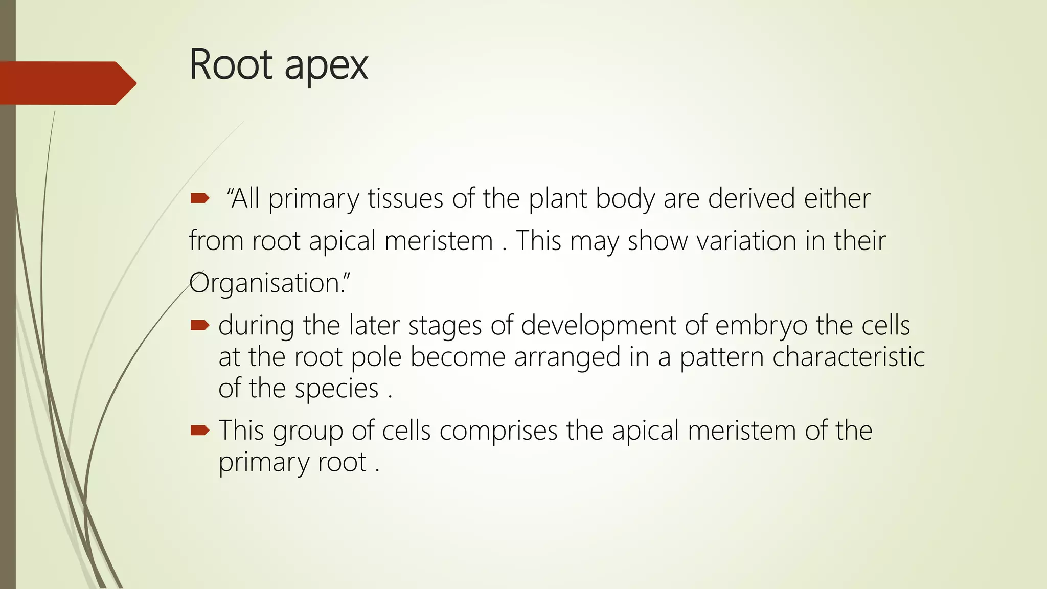 Root apex organization | PPTX