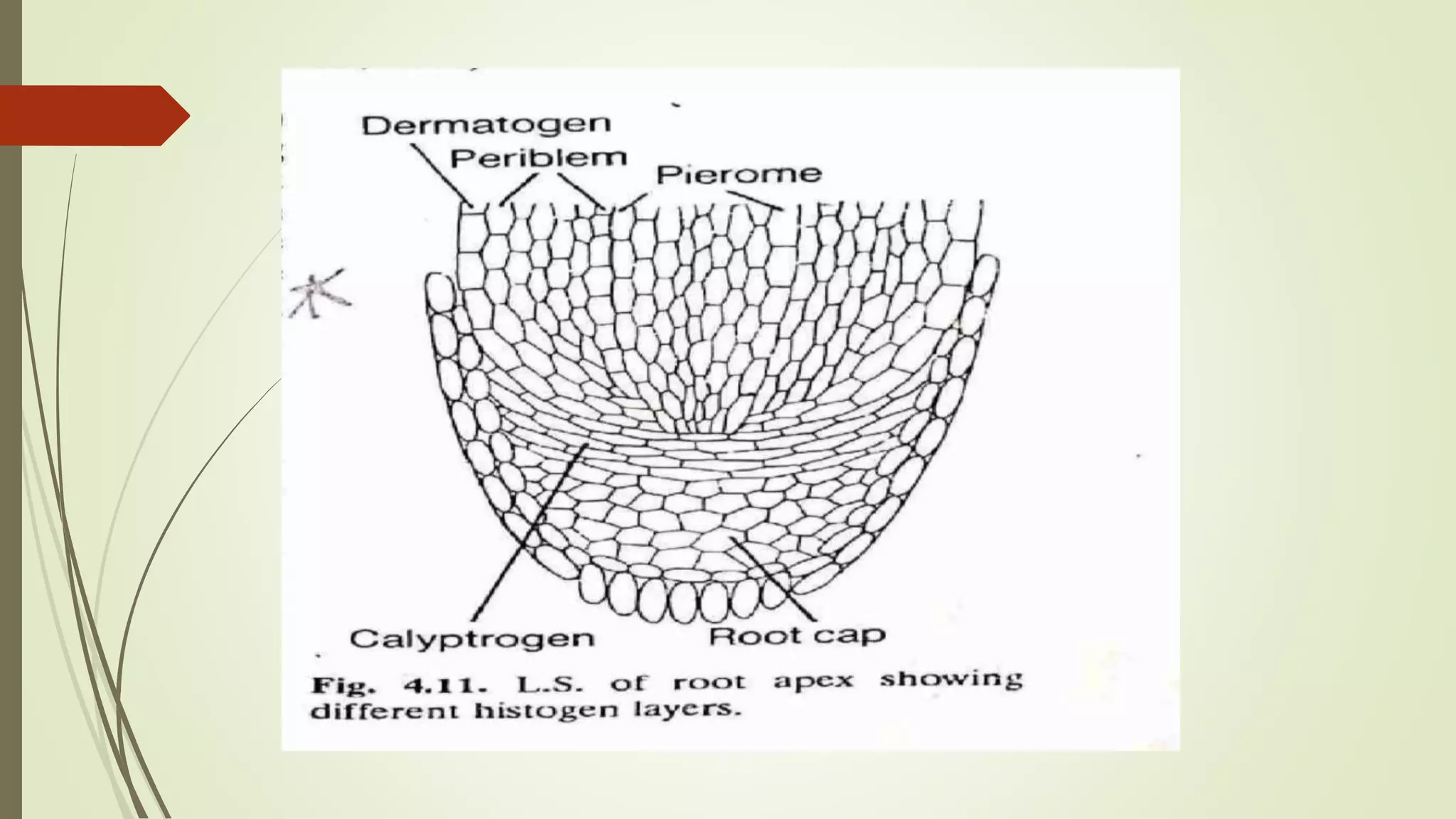 Root apex organization | PPTX