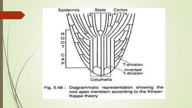 Root apex organization | PPTX