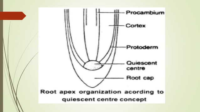 Root apex organization | PPTX